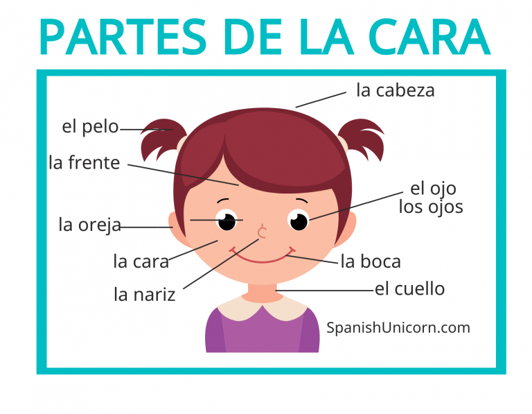 Partes del cuerpo en español: actividades, vocabulario